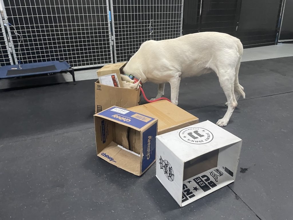 The Ultimate Guide to the Nose Work Game