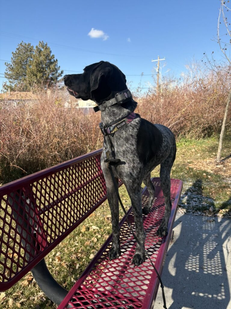 Fast Track Your Dog’s Progress with the Right Role Models 🐾 - Train ...