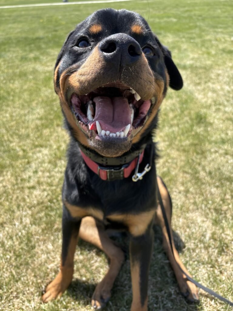 15 Minutes to a Better Dog - Train Walk Poop