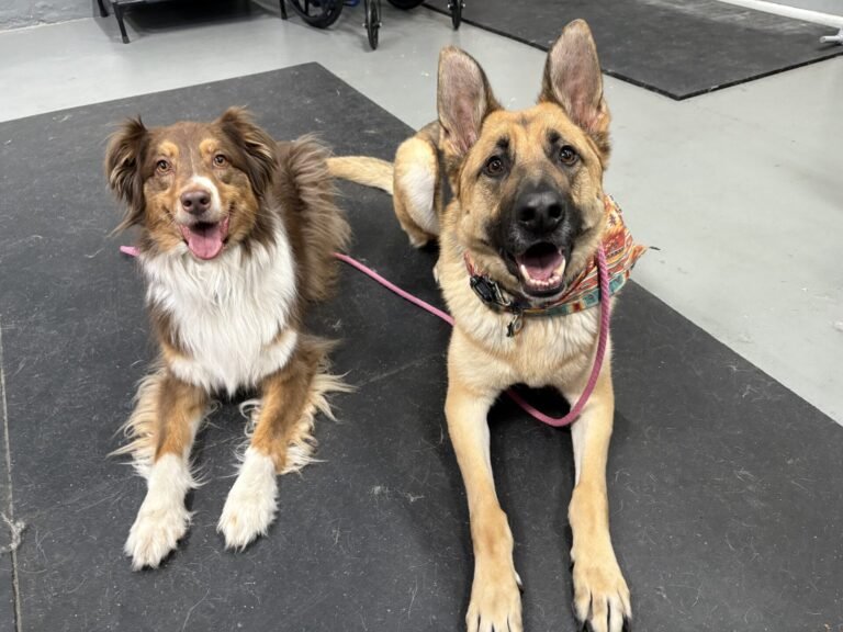 How to Choose the Right Dog Training Program for Your Dog's Needs